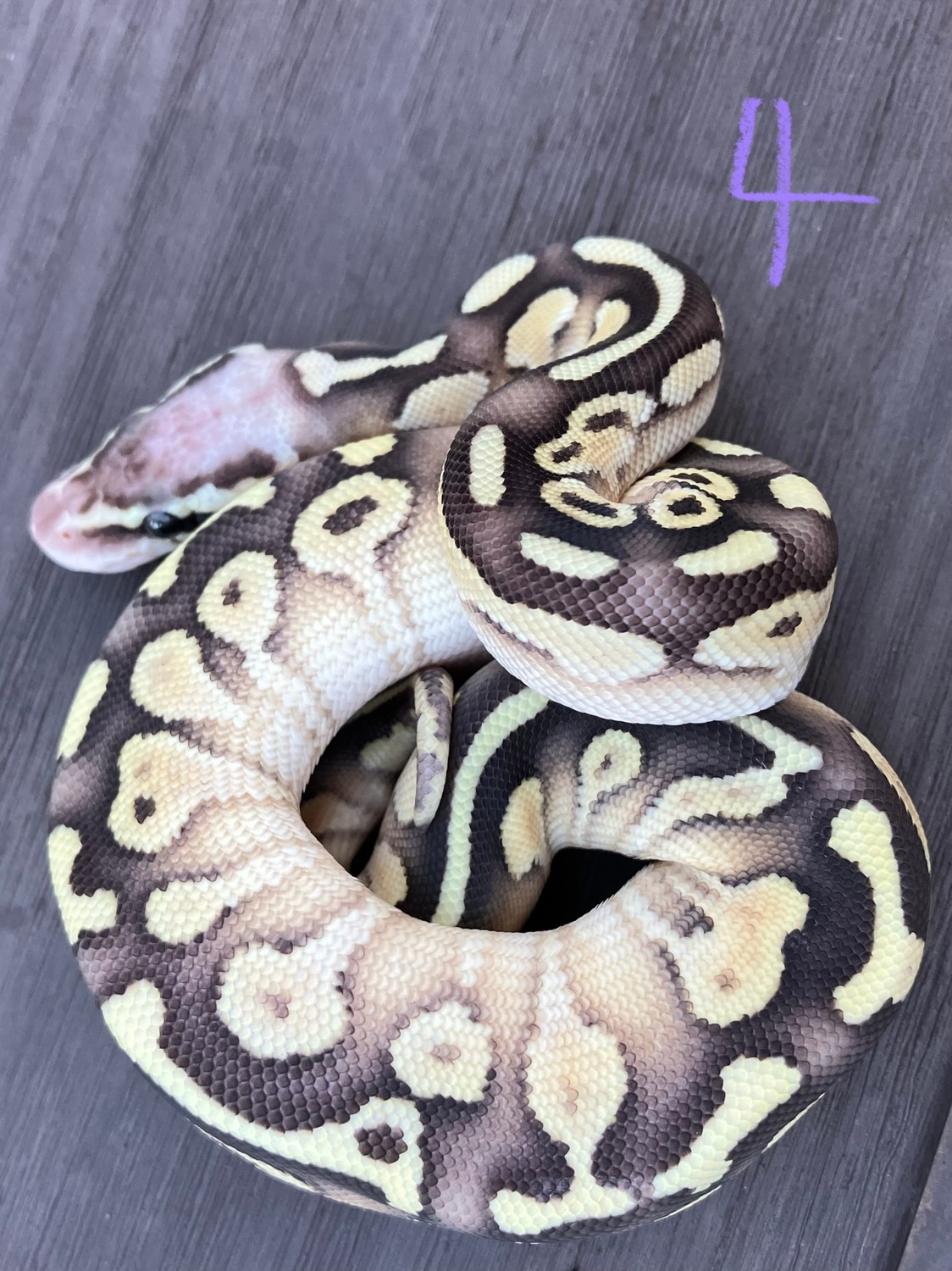 Pastel Lesser Ball Python by Great Lakes Snakes - MorphMarket