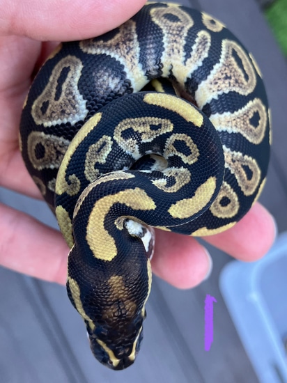 Phantom BH Ball Python by Great Lakes Snakes