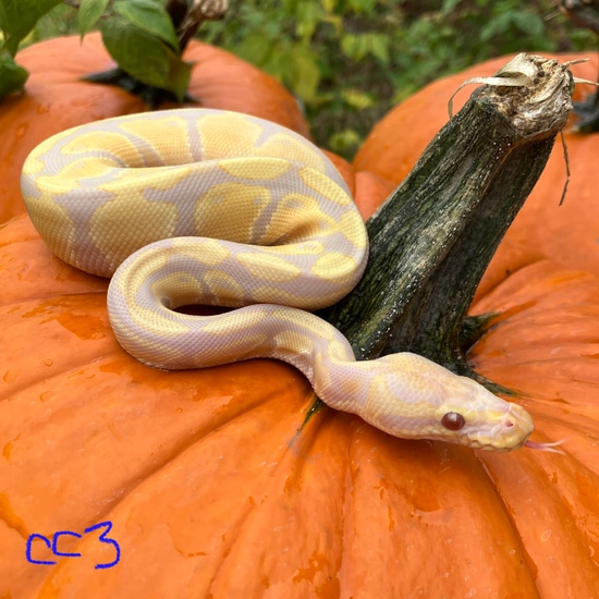 Candy Ball Python by Great Lakes Snakes