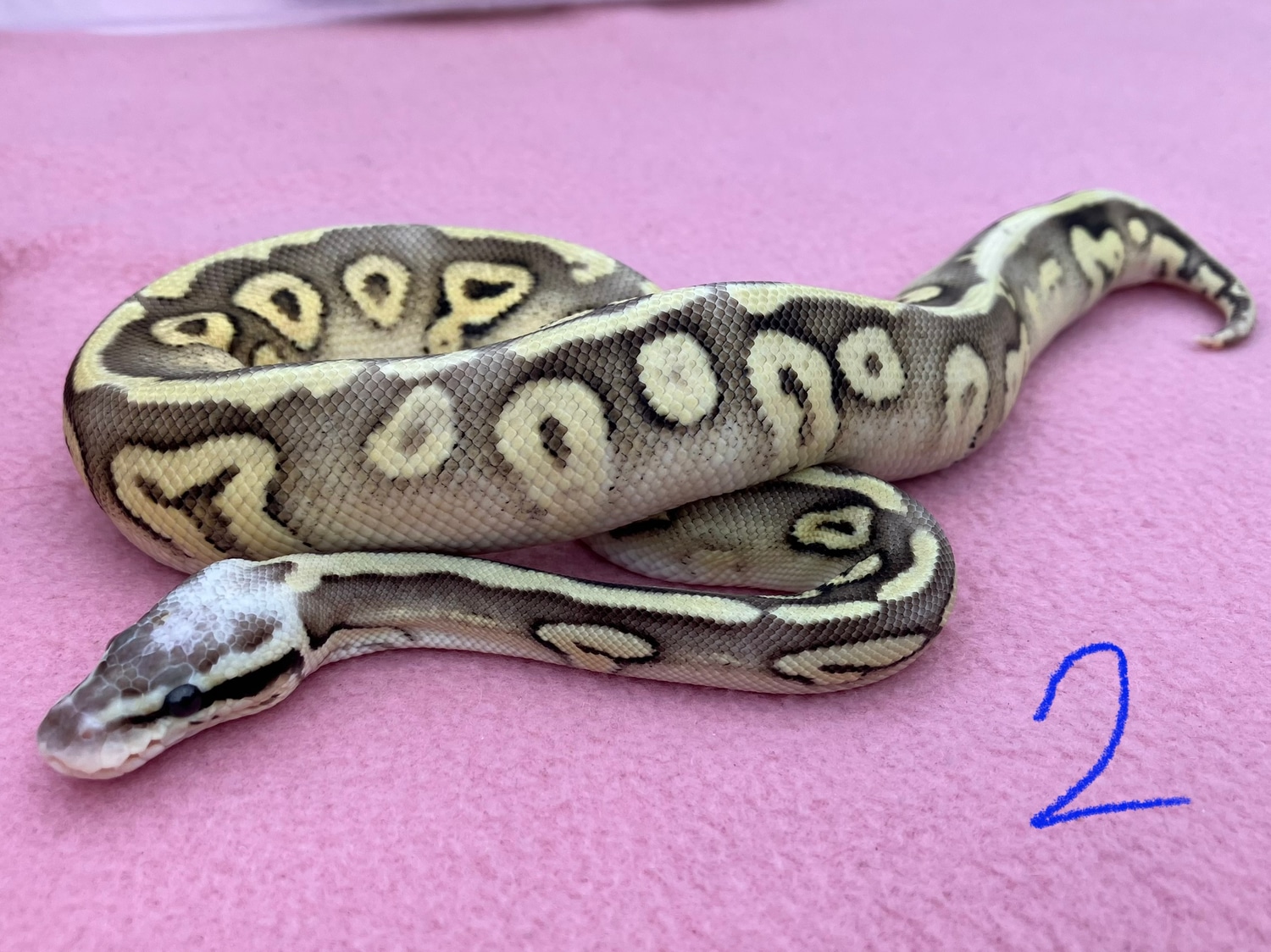 Super Pastel Phantom Black Head Ball Python by Great Lakes Snakes ...