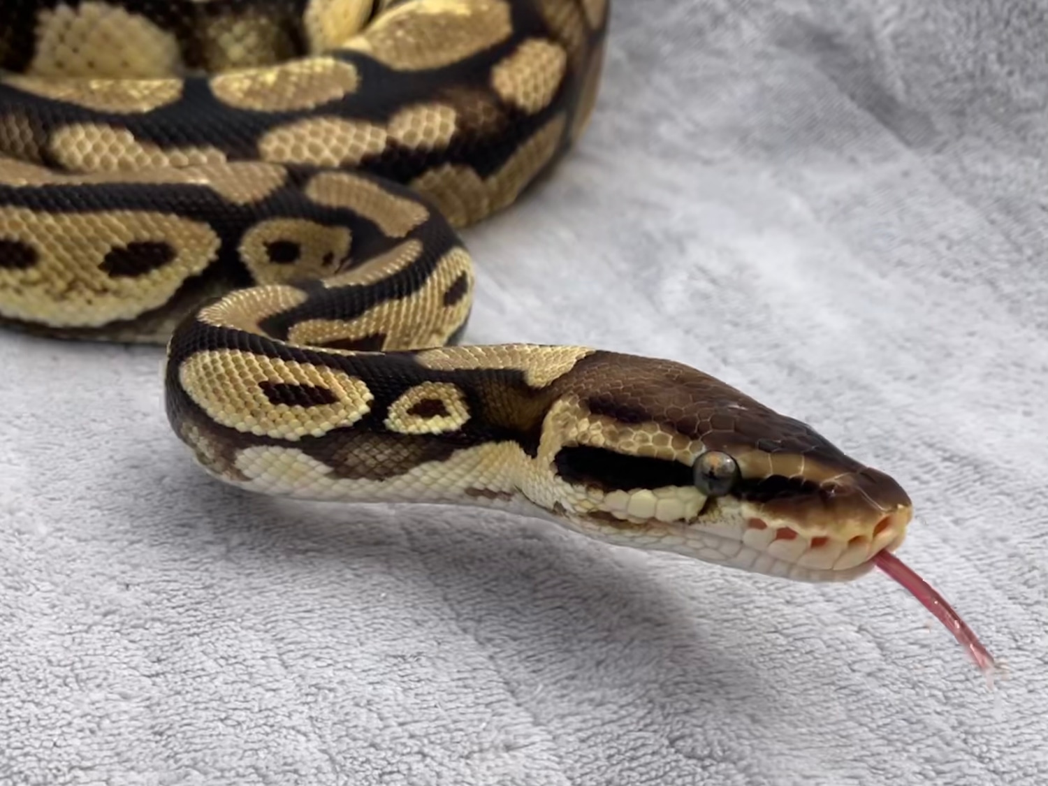 Pastel Ball Python by Great Lakes Snakes - MorphMarket