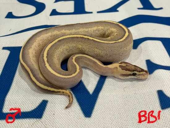 Puma Ball Python by Great Lakes Snakes