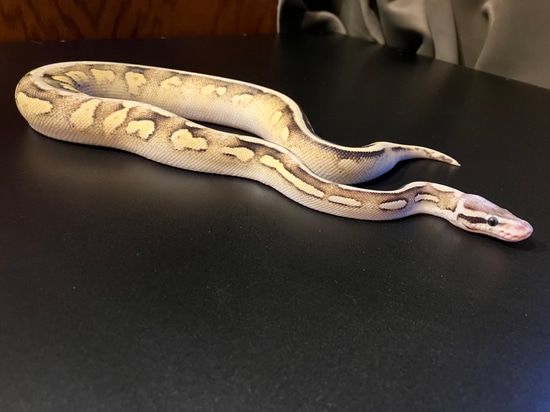 Super Pastel Phantom Black Head Fire/Vanilla Ball Python by Great Lakes Snakes