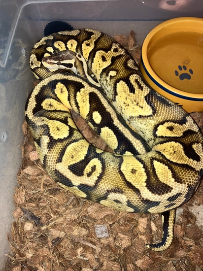 1.2 Pastel/Spark Trio Ball Python by Great Lakes Snakes
