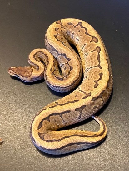 Enchi Pinstripe Ball Python by Great Lakes Snakes