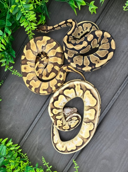 1.2 Fire/Vanilla/Phantom/Super Pastel/Black Head/Enchi Ball Python by Great Lakes Snakes