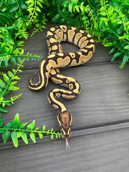 Fire Ball Python by Great Lakes Snakes