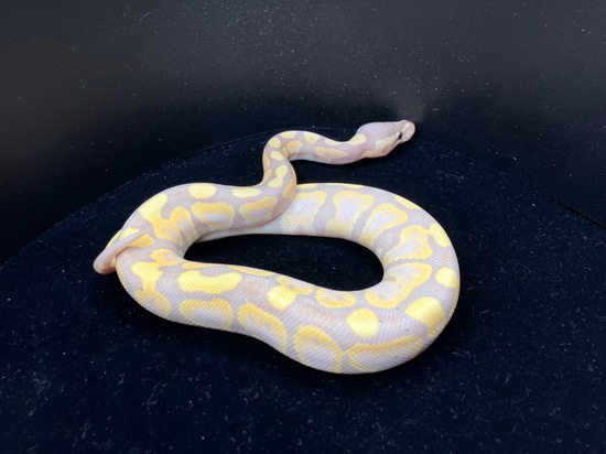 Banana Fire Ball Python by Great Lakes Snakes