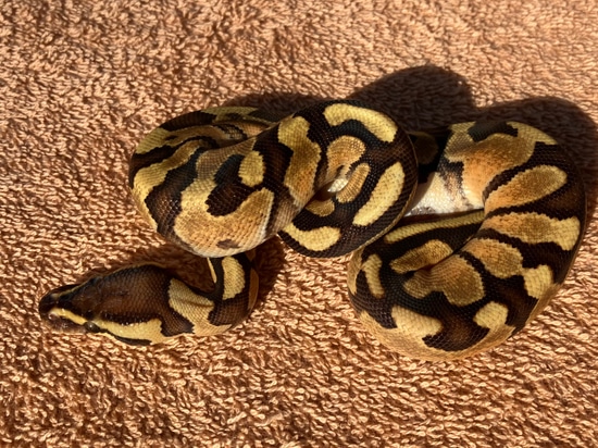 Enchi Fire Ball Python by Great Lakes Snakes