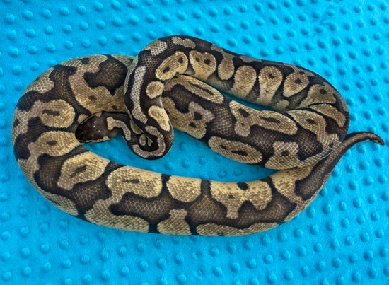 RTB Female BPs - You Pick 2 Ball Python by Great Lakes Snakes