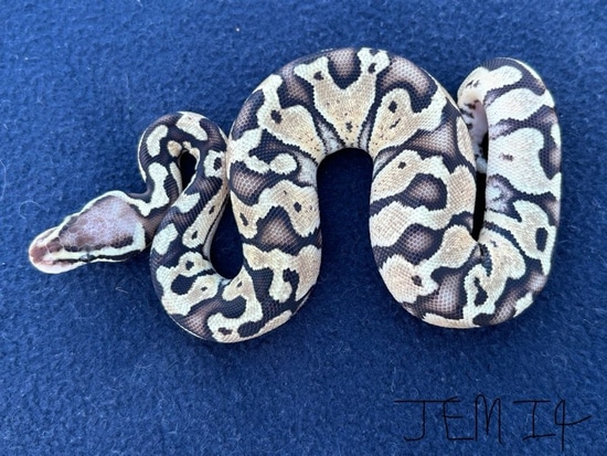 You Pick 3 Ball Python by Great Lakes Snakes
