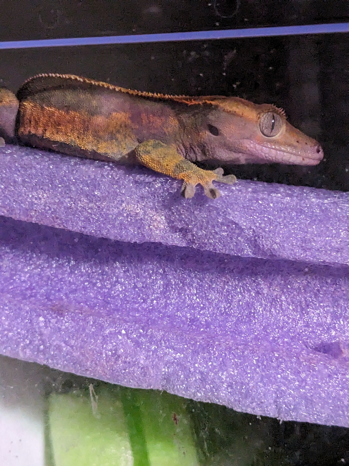 Harlequin Crested Gecko by Coalhill Cresteds - MorphMarket