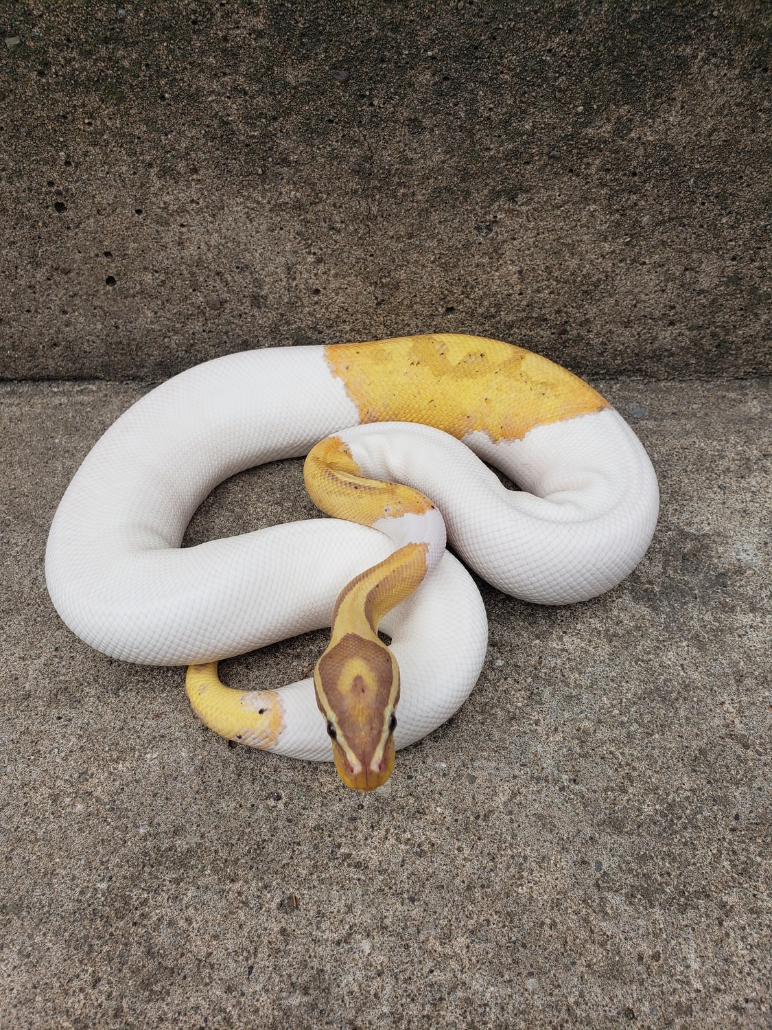 Coral Glow Pied Ball Python by Coal Region Constrictors - MorphMarket