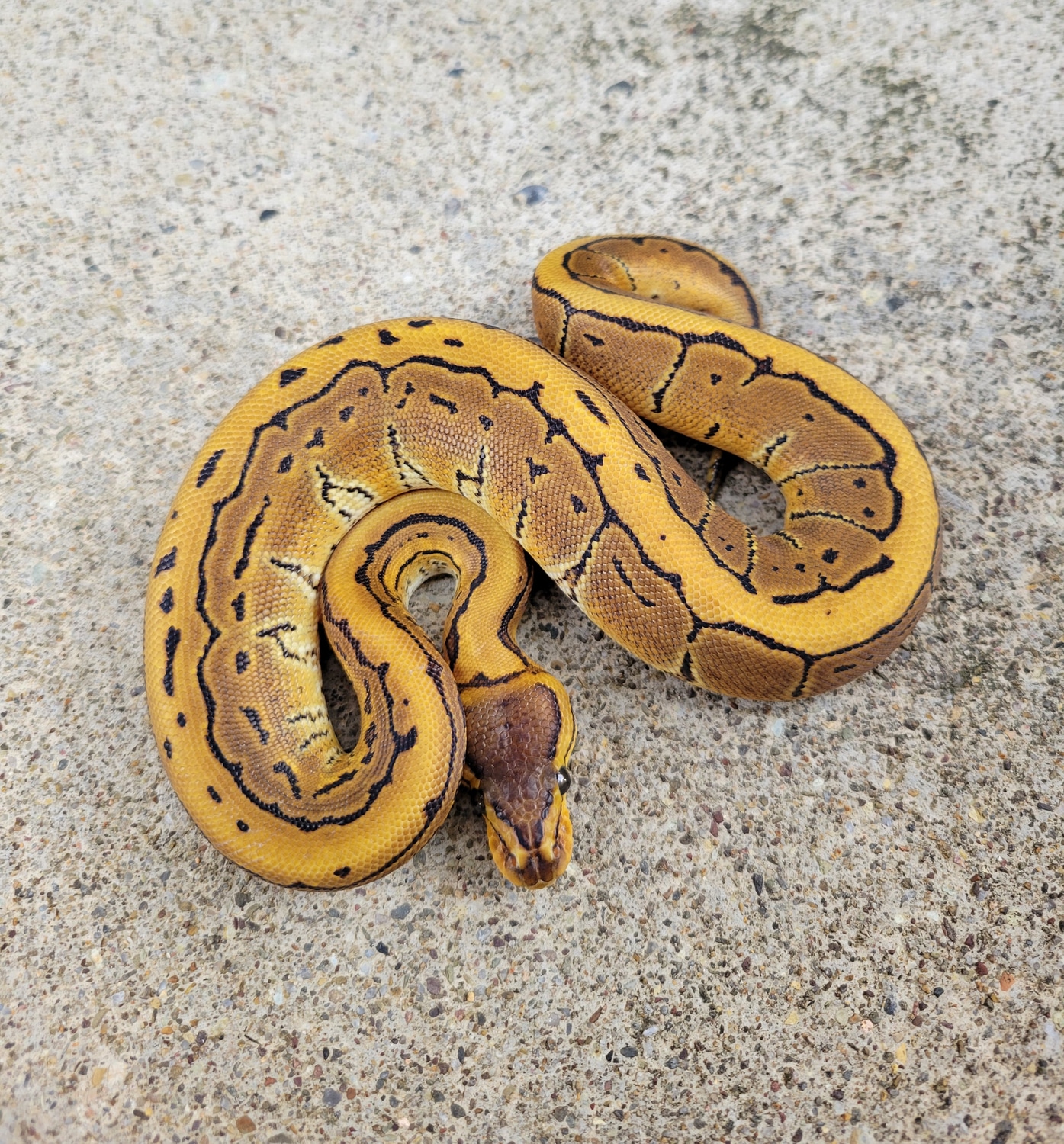 Pinstripe Fire Ball Python by Coal Region Constrictors - MorphMarket