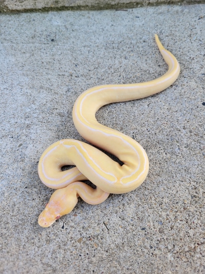 Albino Champagne Ball Python by Coal Region Constrictors