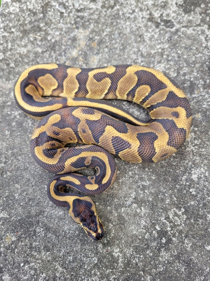 Enchi Leopard 100% Het Pied Ball Python by Coal Region Constrictors