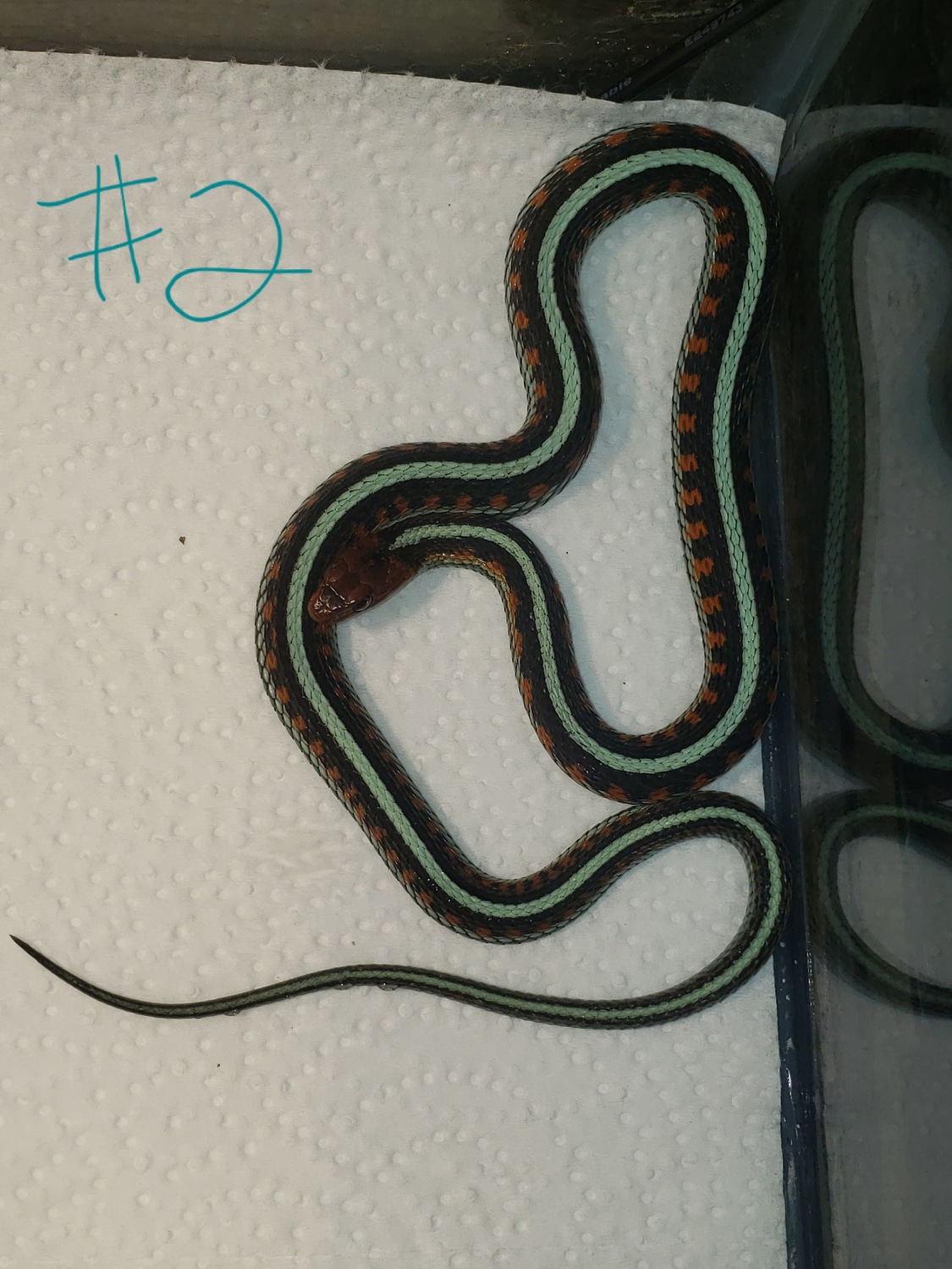 California Red Sided Gartar Garter Snake by Earle's Exotics - MorphMarket