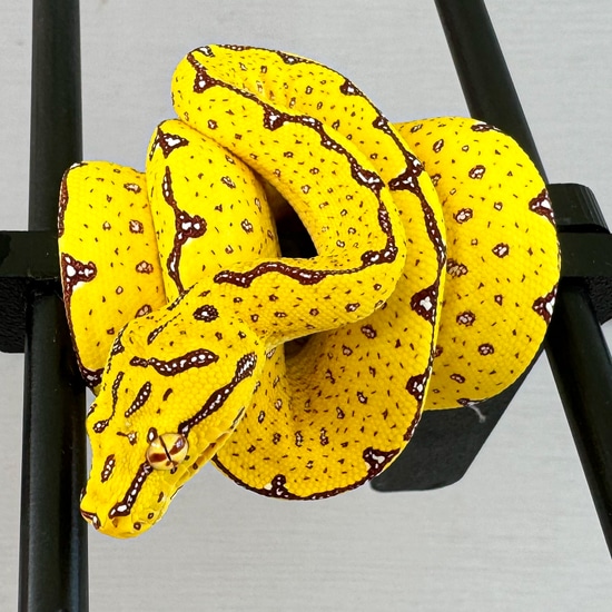 USCBB GG-19-14 X Pulcher Green Tree Python by Coastal Morelia