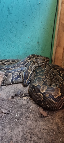 CB16 African Rock Python IHS by Coastal Reps