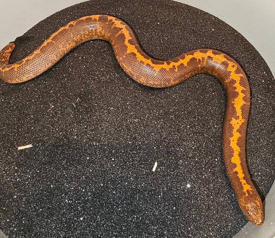 Normal Strip Het. Anery Kenyan Sand Boa by Coastal Scales LLC