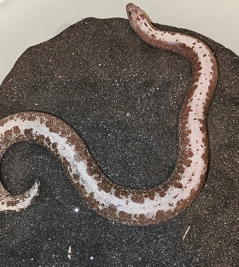Anery Stripe Kenyan Sand Boa by Coastal Scales LLC