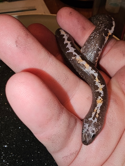 Calico Anery Stripe Het Paradox Albino Kenyan Sand Boa by Coastal ...