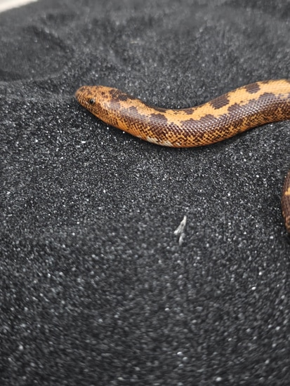 Calico (Lite) Normal Stripe Het Paradox Snow Kenyan Sand Boa by Coastal ...