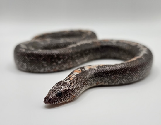 Calico Anery Stripe Het Paradox Albino Kenyan Sand Boa by Coastal ...
