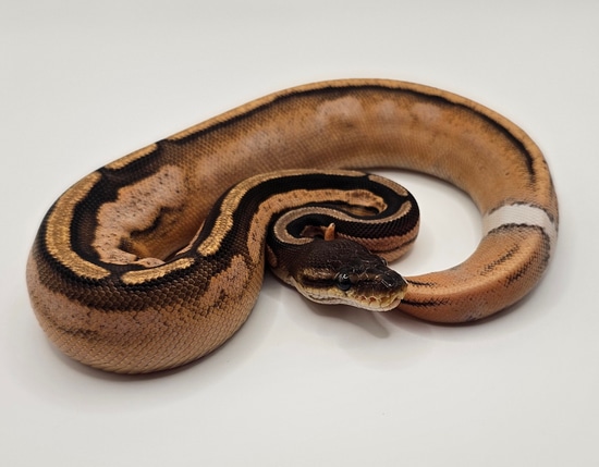 Calico Orange Dream Lesser Het Pied Ball Python by Coastal Scales LLC