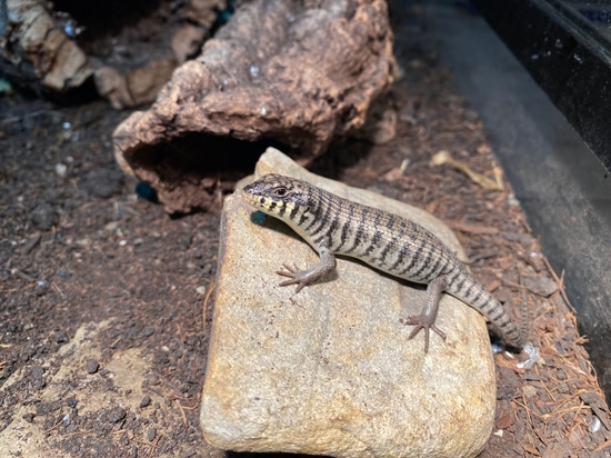 Male Kenyan Zebra Skink More Skink by Bull City Skinks, LLC