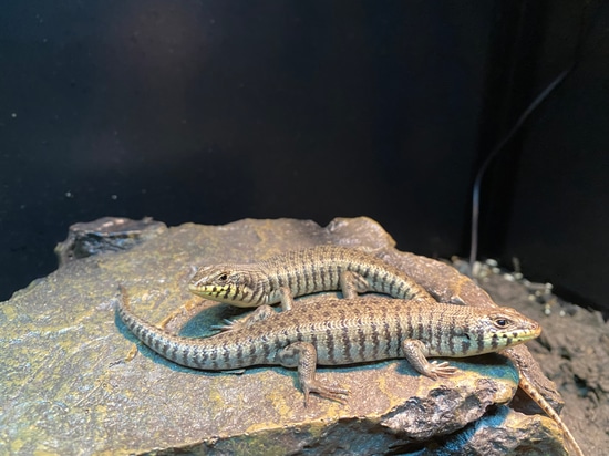 T Dichroma (Kenyan Zebra Skinks) More Skink by Bull City Skinks, LLC