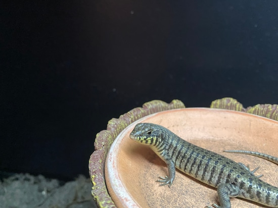 Kenyan Zebra Skinks More Skink by Bull City Skinks, LLC