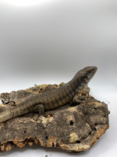 Kenyan Zebra Skink More Skink by Bull City Skinks, LLC