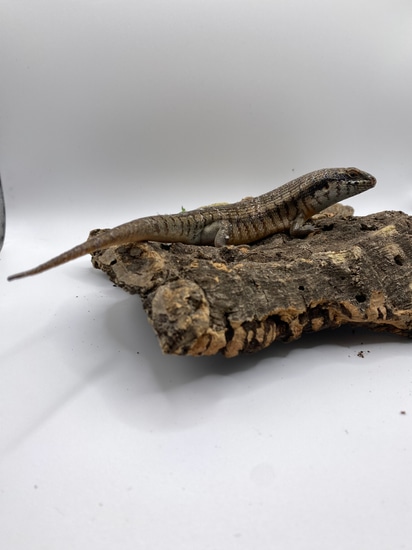 Kenyan Zebra Skink More Skink by Bull City Skinks, LLC