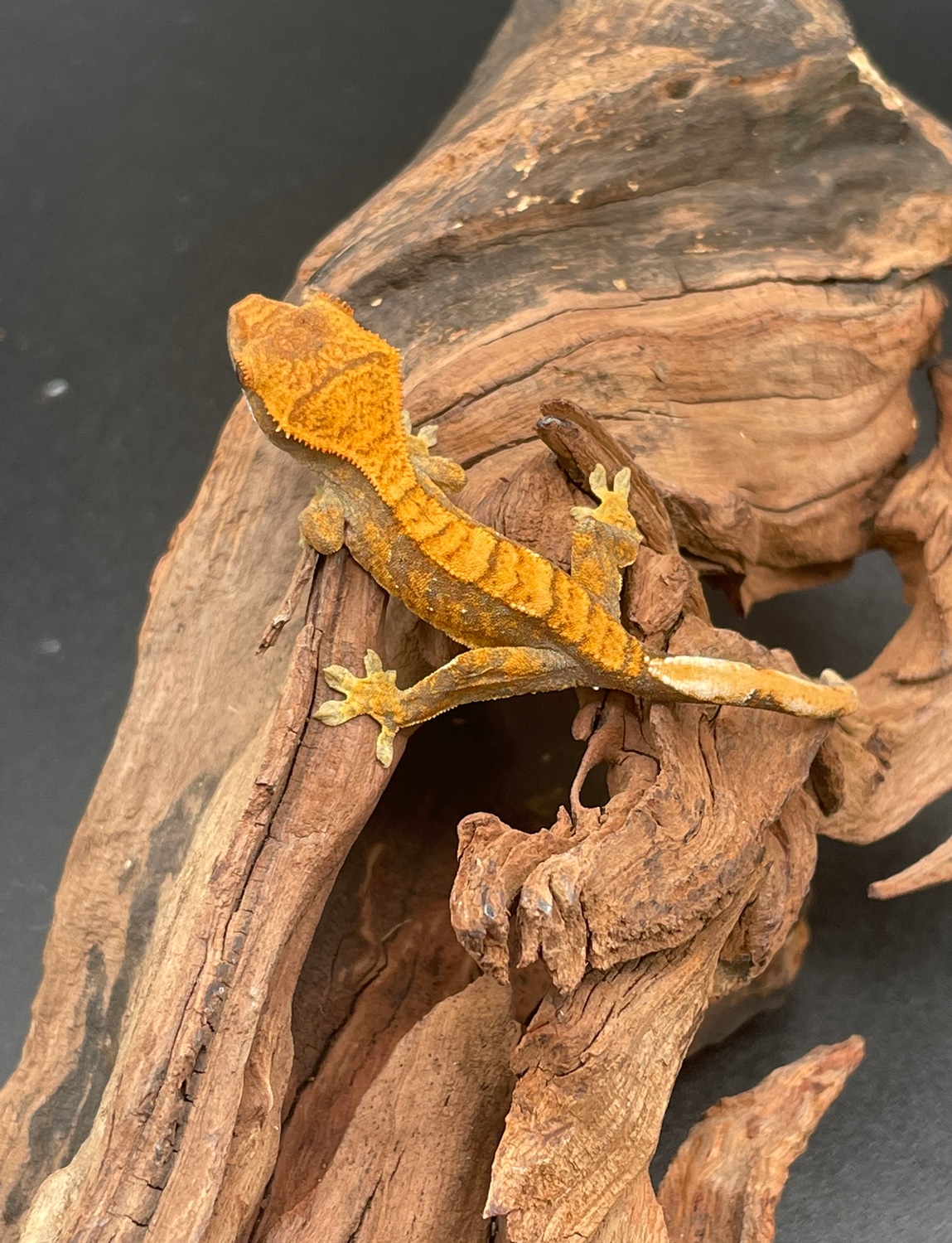 Halloween Tiger Crested Gecko by Homebound Geckos - MorphMarket