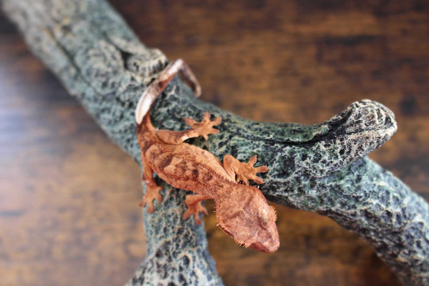 Brindle Crested Gecko by Homebound Geckos - MorphMarket