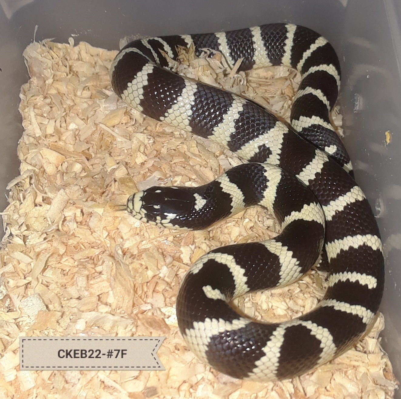 Banded Black And White Female California Kingsnake by Gordon Reptiles ...