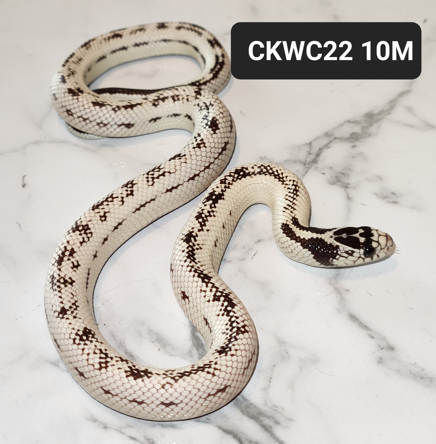 Higher White Abberant Male California Kingsnake by Gordon Reptiles Top ...