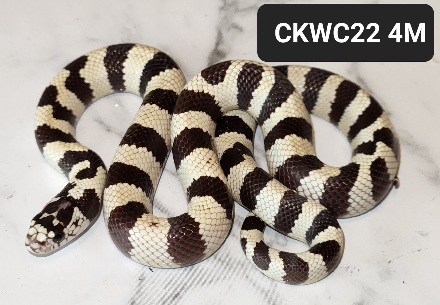 Banded B&W PH Albino California Kingsnake by Gordon Reptiles Top Shelf ...