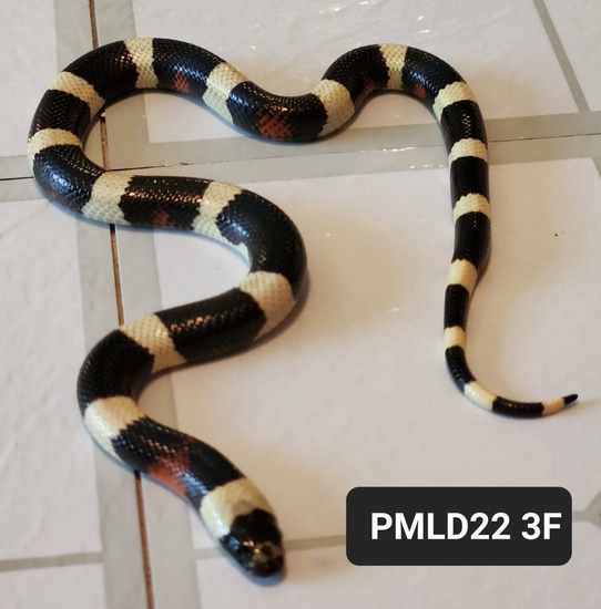 Oreo Female Pueblan Milksnake Pueblan Milk Snake by Gordon Reptiles Top ...