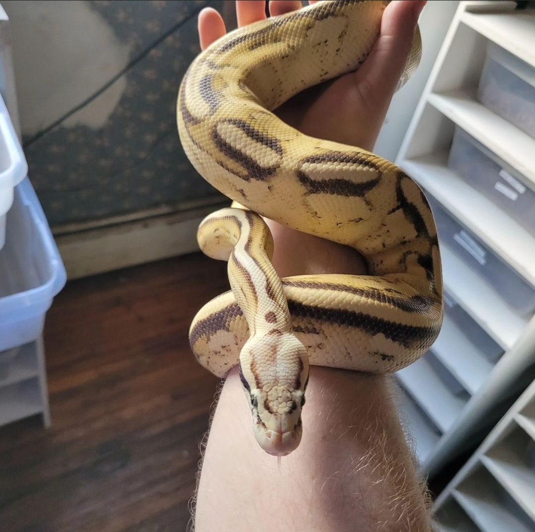 Pastel Asphalt Leopard Spark Ball Python by Mythical Morphs - MorphMarket