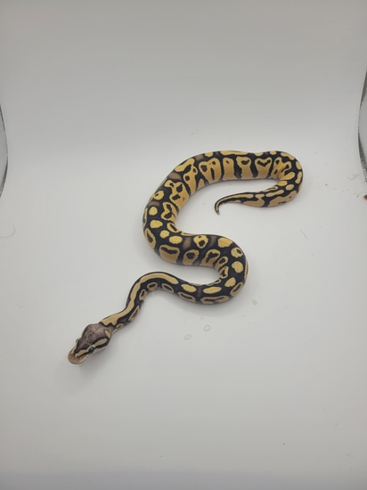 Firefly Het Clown Ball Python by Mythical Morphs