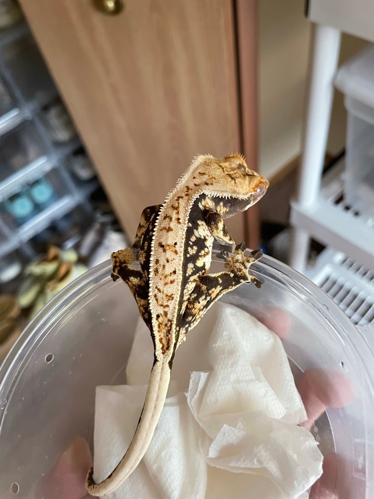 Amazing Structure Full Pinstripe Crested Gecko by Ace_of_spades_geckos ...