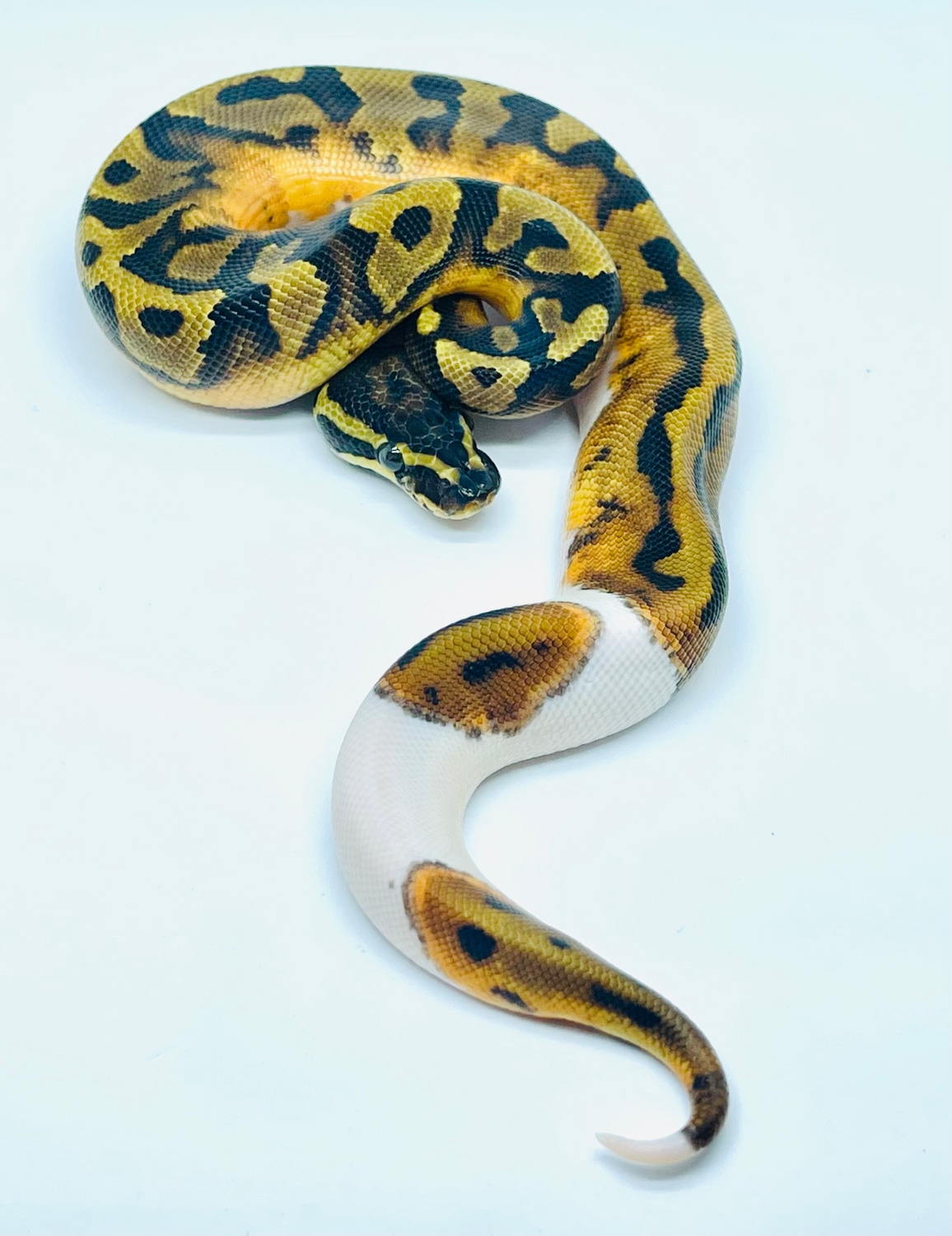 Enchi Piebald 66% Het Albino 66% Het Candy Ball Python by Codex ...