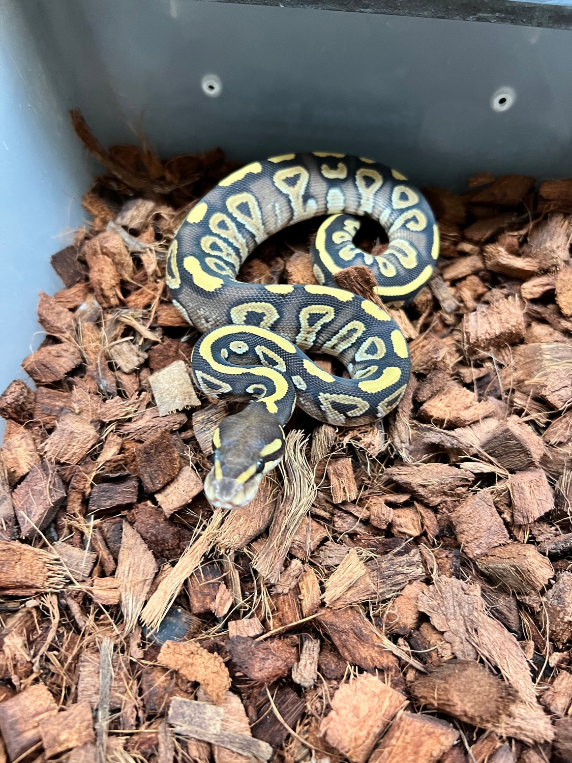 Od Mystic Ball Python by Mighty Morphin Python Regius - MorphMarket