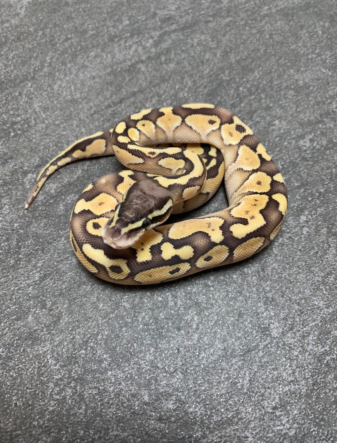 Pastel Butter Ball Python by Grey Room Xotics - MorphMarket