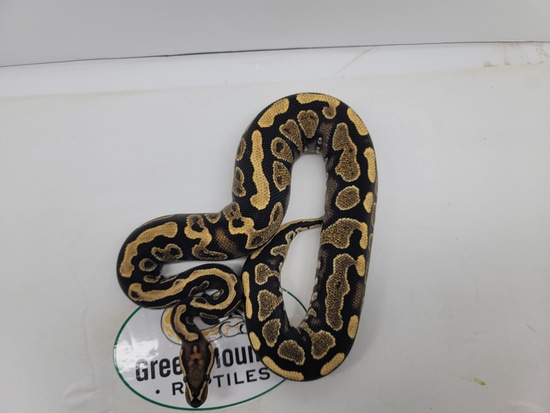 2022 Yellowbelly Lace Ball Python by Green Mountain Reptiles