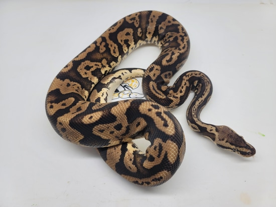 2019 Pastel Confusion Male Ball Python by Green Mountain Reptiles