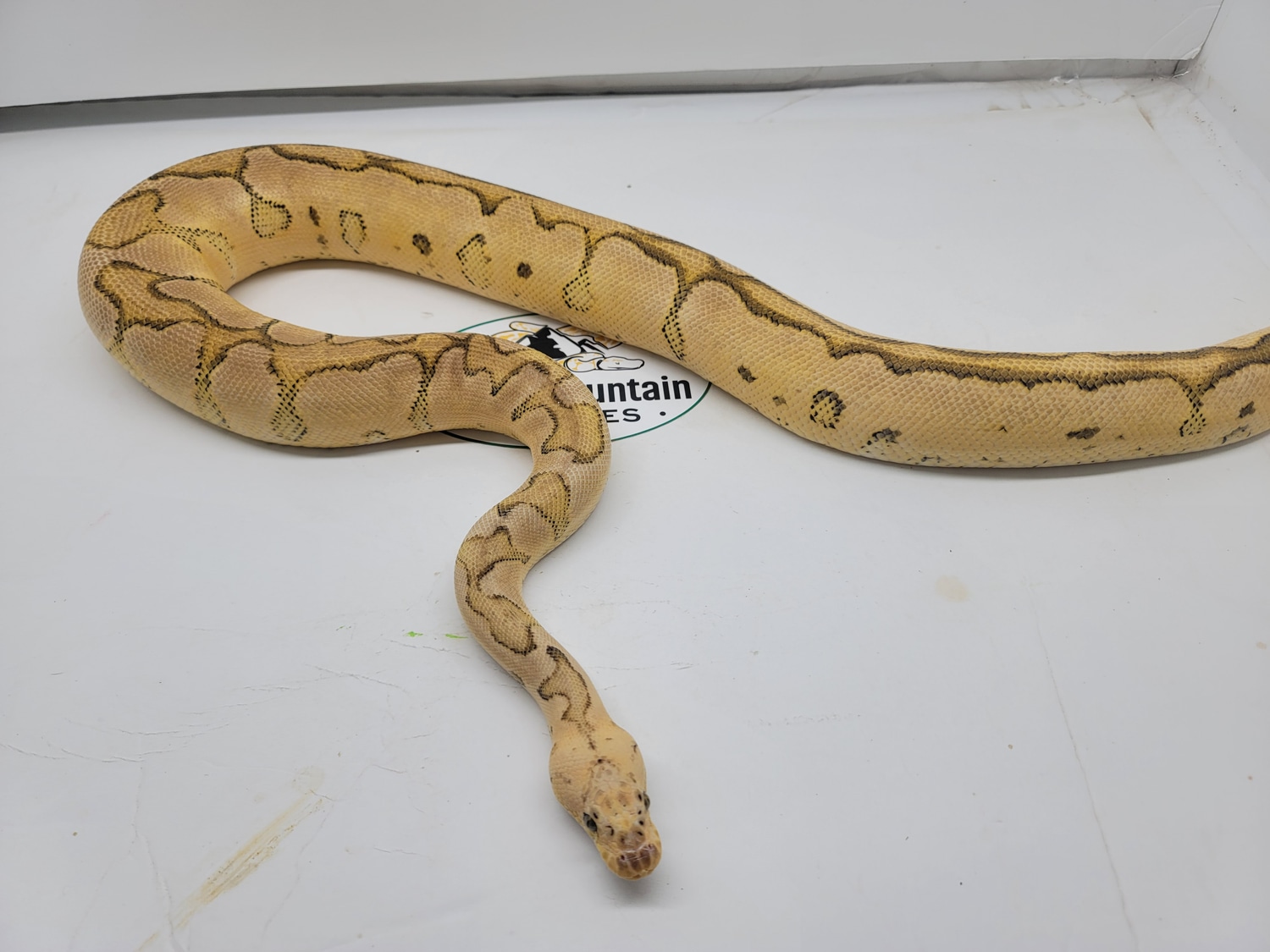 2019 Pastel Vanilla Enchi Clown Ball Python by Green Mountain Reptiles ...