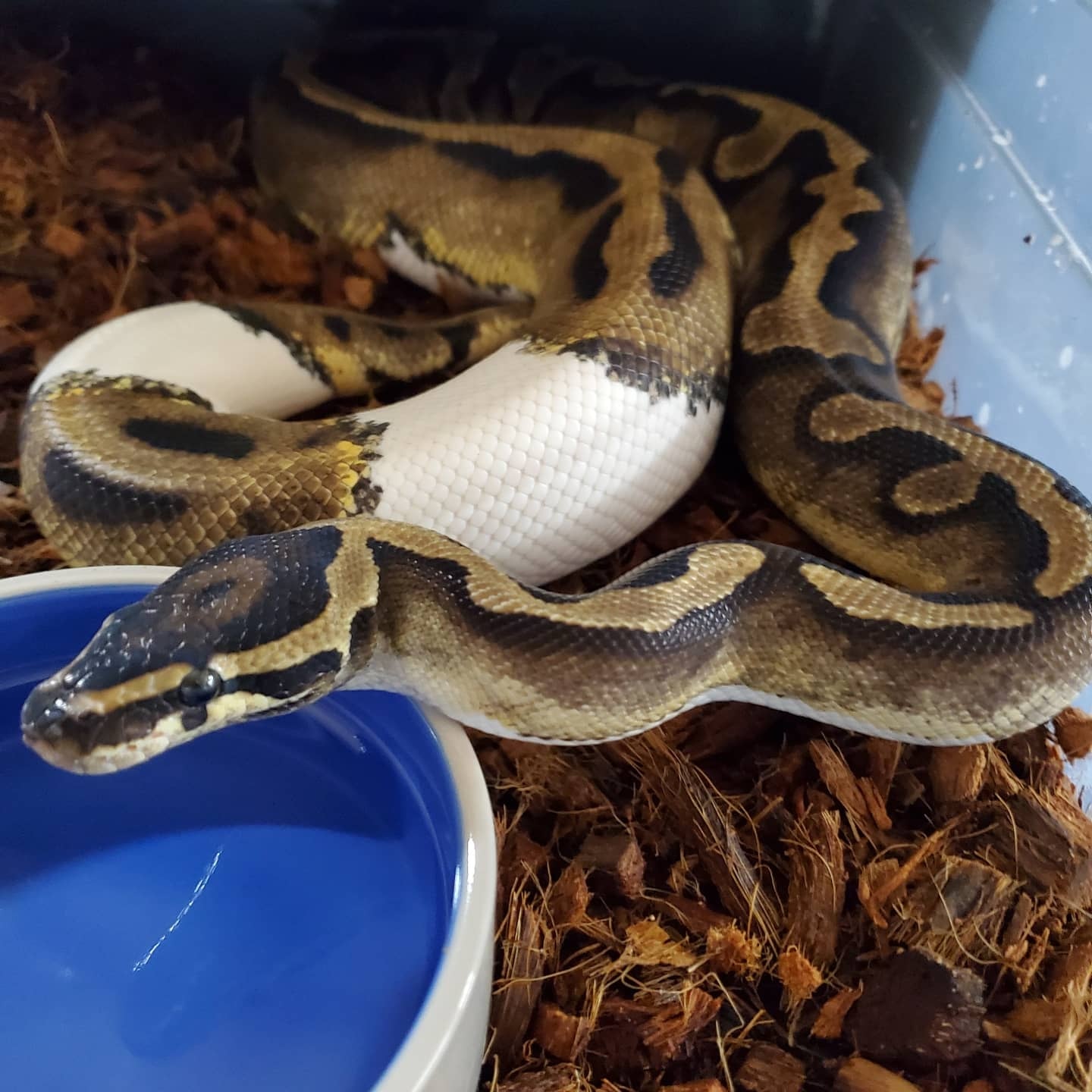 Huge Pied Ball Python by Green Mountain Reptiles - MorphMarket